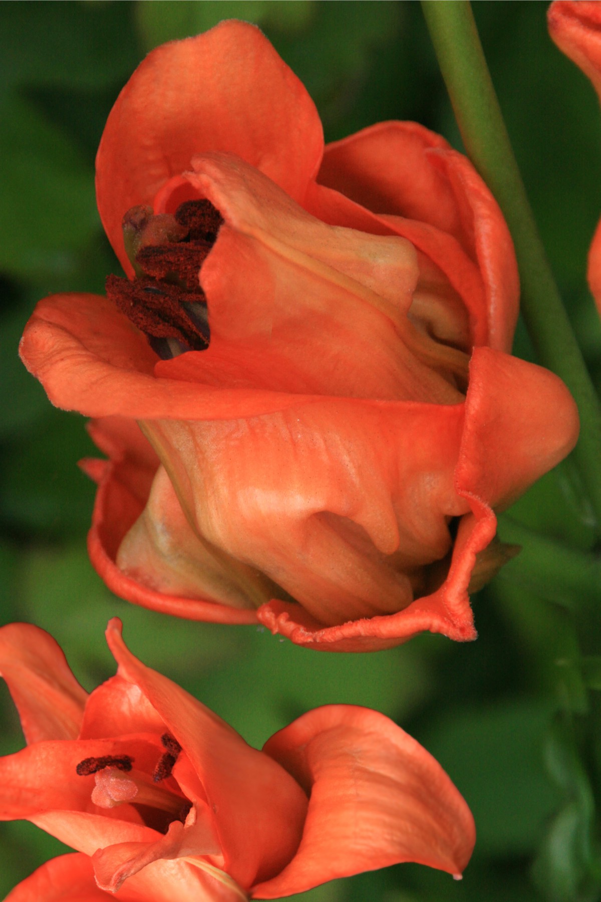 Tintoretto Lily Bulb